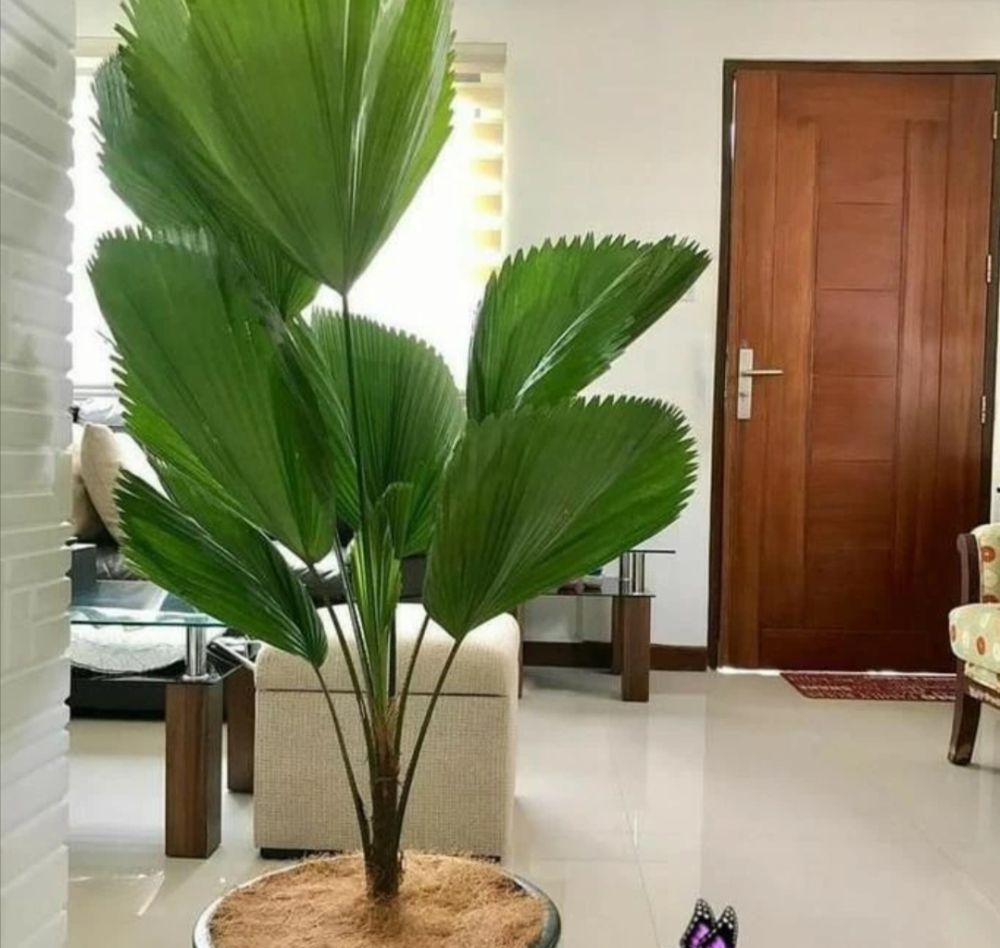 5 Tanaman Hias Indoor yang Bisa Tumbuh Tinggi, Ruangan Adem!